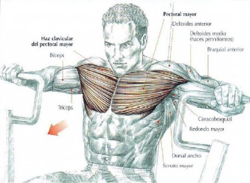 Conozcamos nuestros músculos Parte 2 PECHO - Blog Nutriline